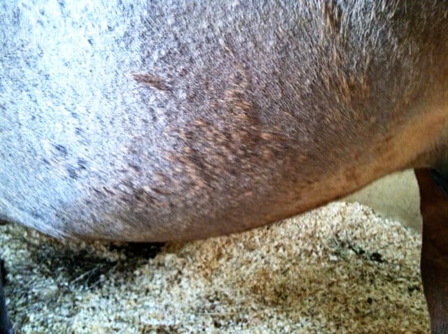 USEA | Rain Rot, Ringworm, Lumps, and Bumps: Skin Disease Refresher